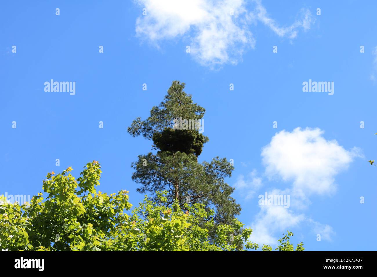 Lush tree crowns Stock Photo - Alamy