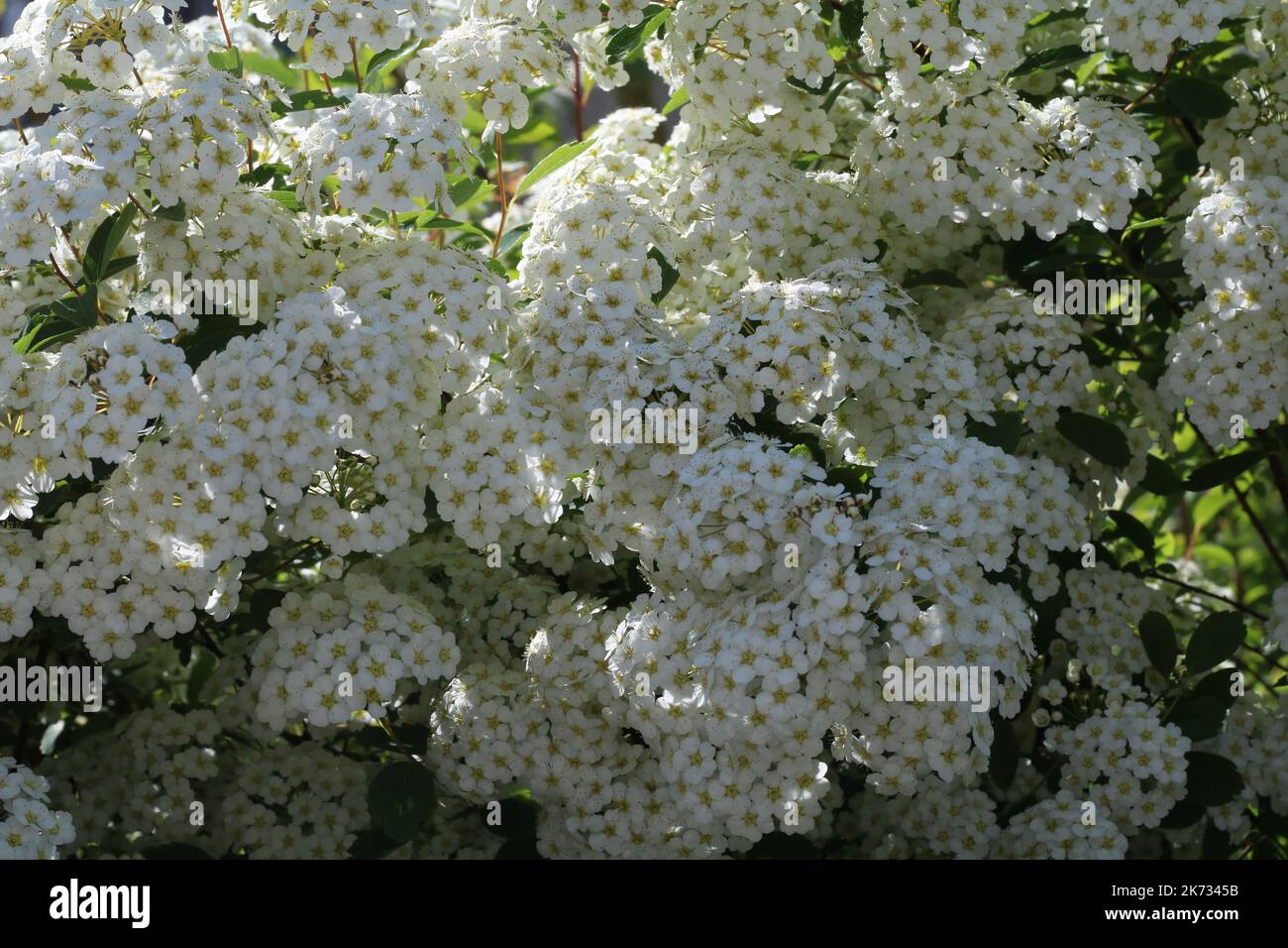 urban flowering bushes close-up Stock Photo - Alamy