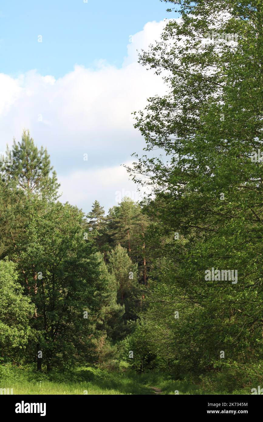beautiful trees met on the walk Stock Photo - Alamy