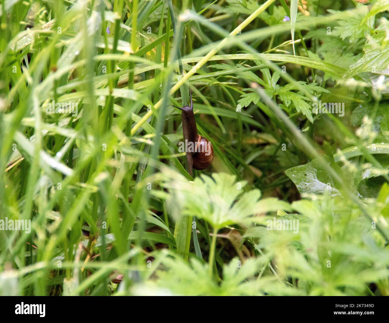 beautiful forest snails in their natural habitat in close-up Stock ...