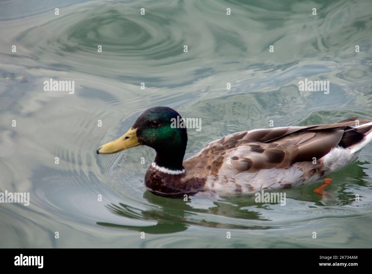 Beautiful drake hi-res stock photography and images - Alamy