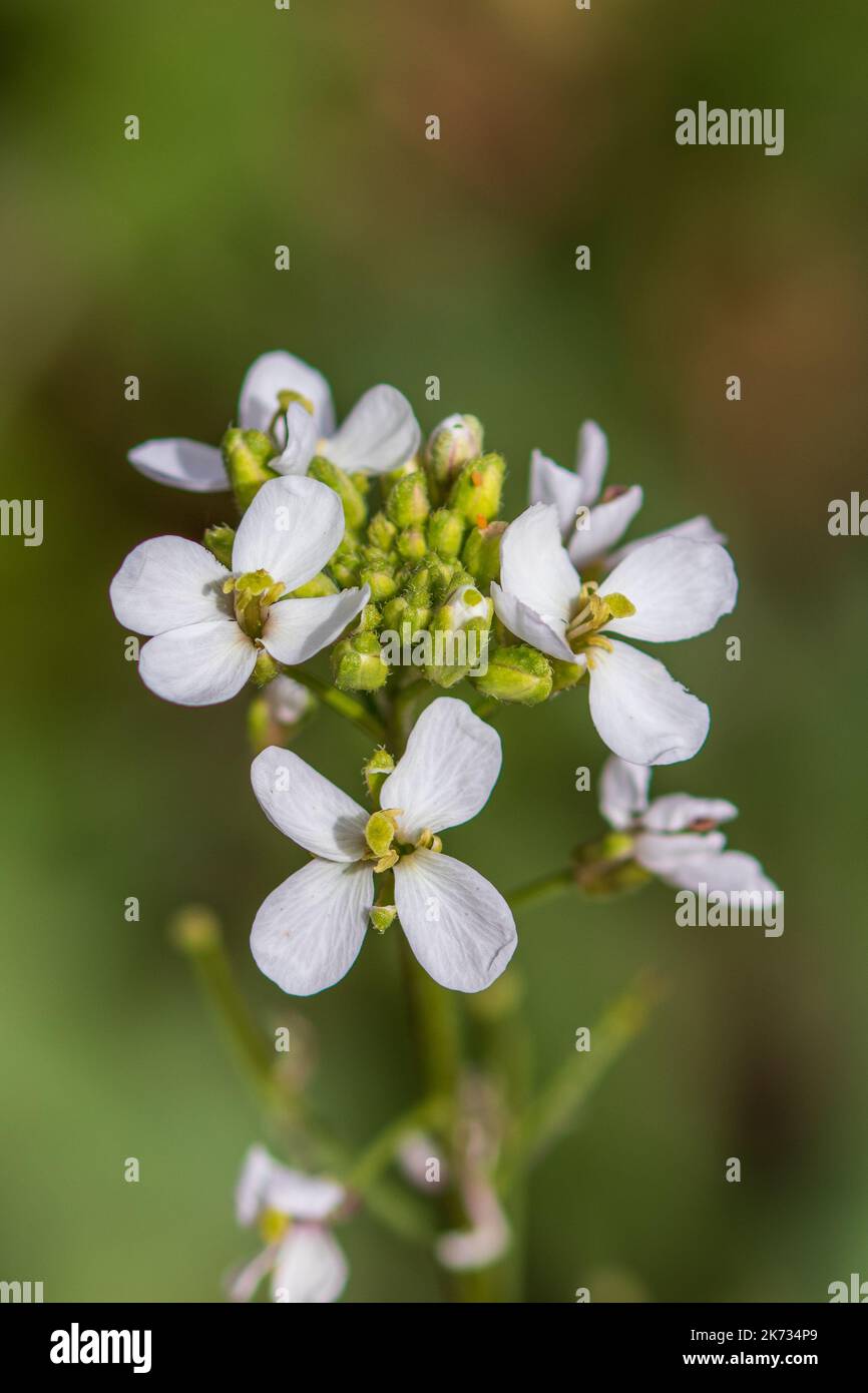 Diplotaxis erucoides, White Wall rocket Flower Stock Photo - Alamy