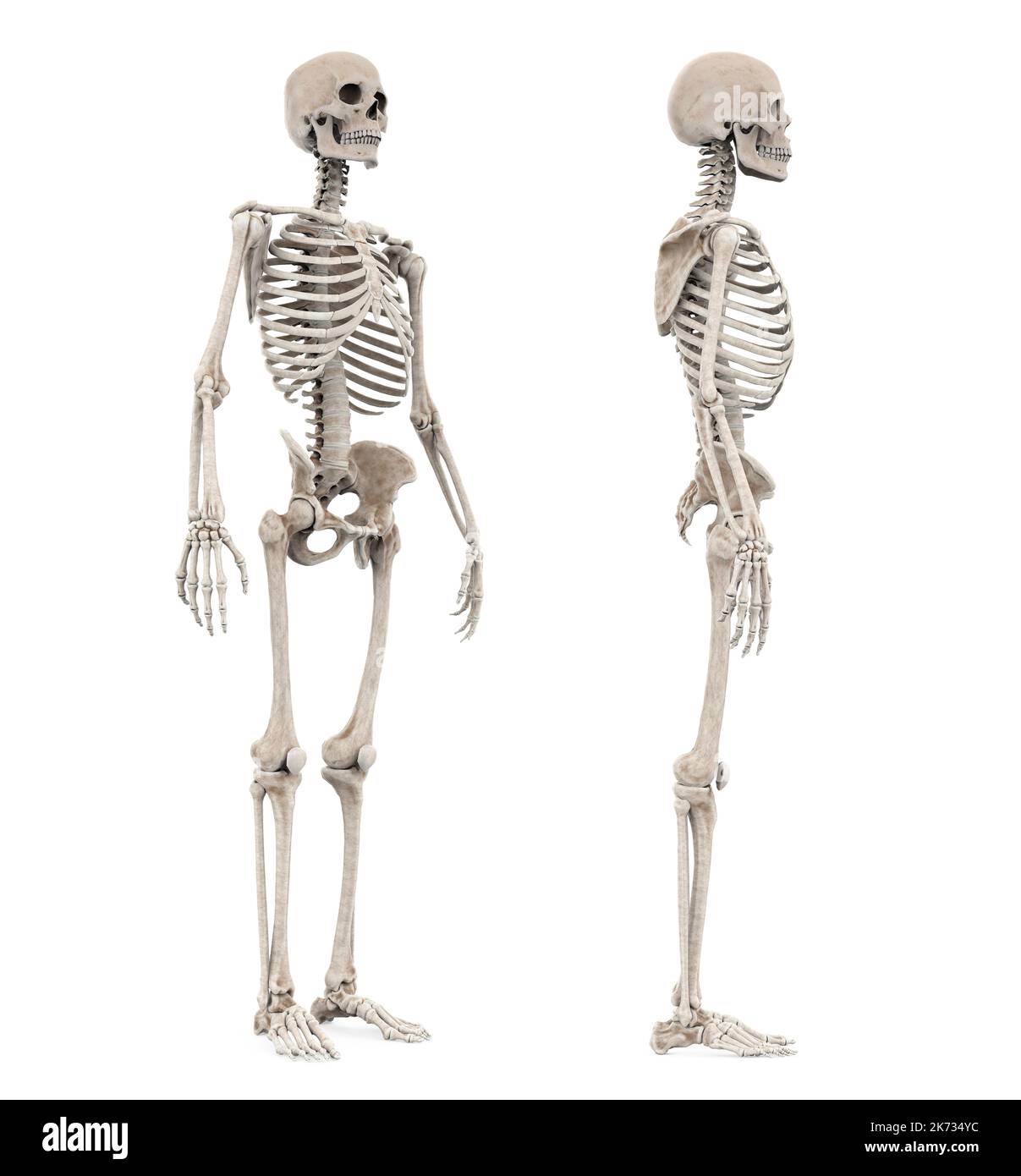 Human Skeleton Anatomy Isolated Stock Photo - Alamy