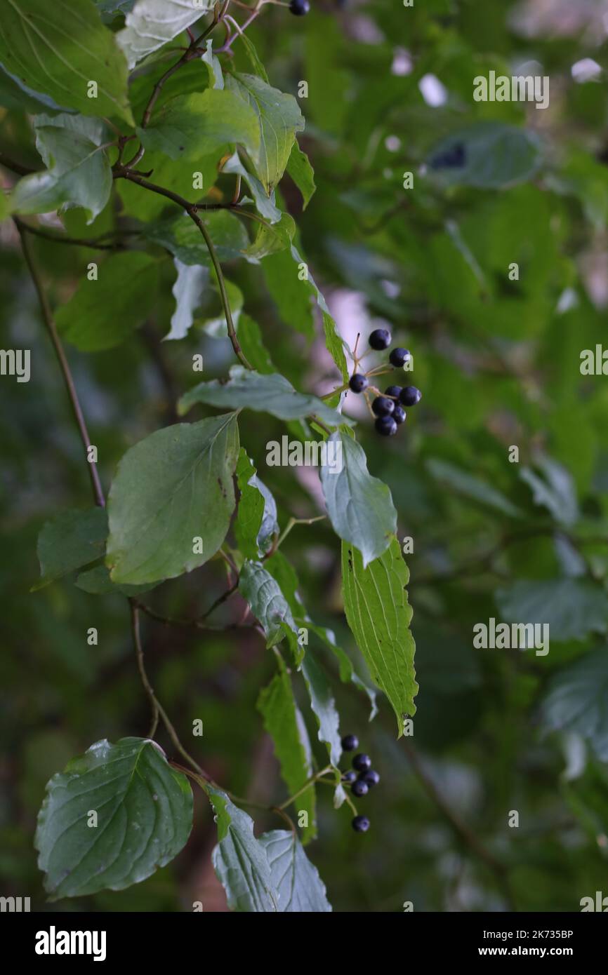 wild forest berries Stock Photo - Alamy
