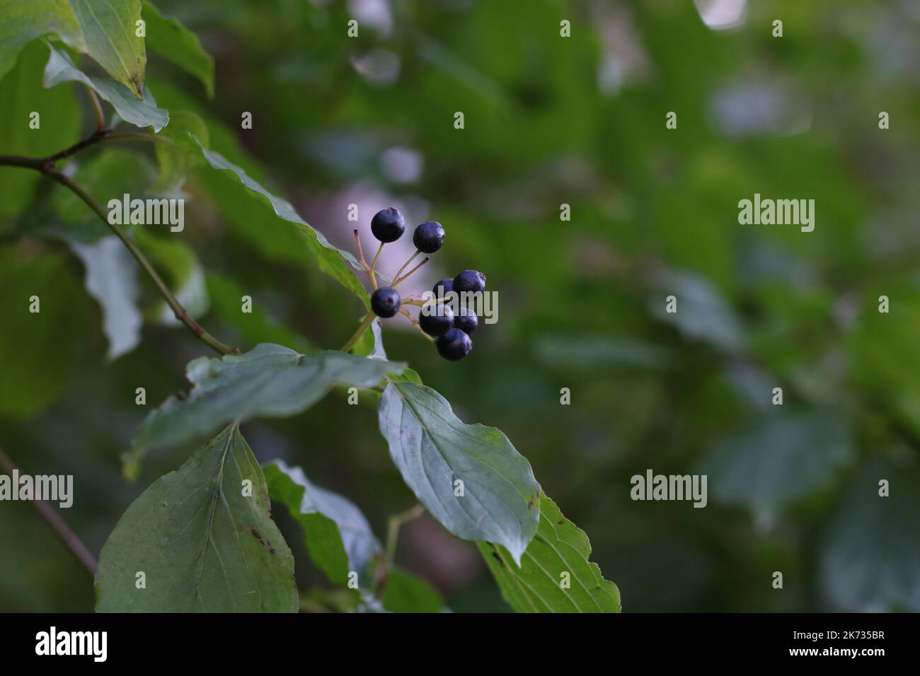 wild forest berries Stock Photo - Alamy