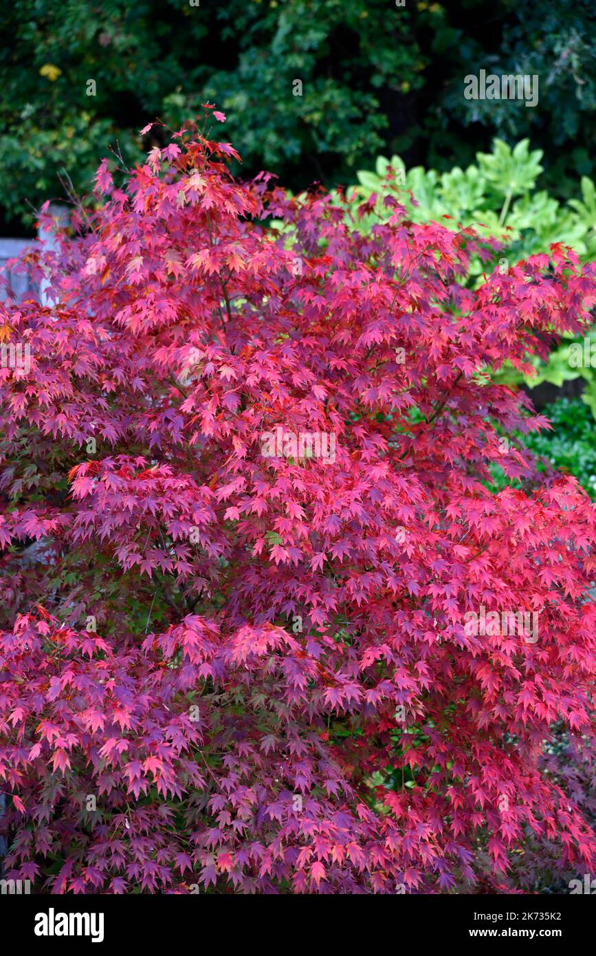 Japanese Acer tree Stock Photo - Alamy