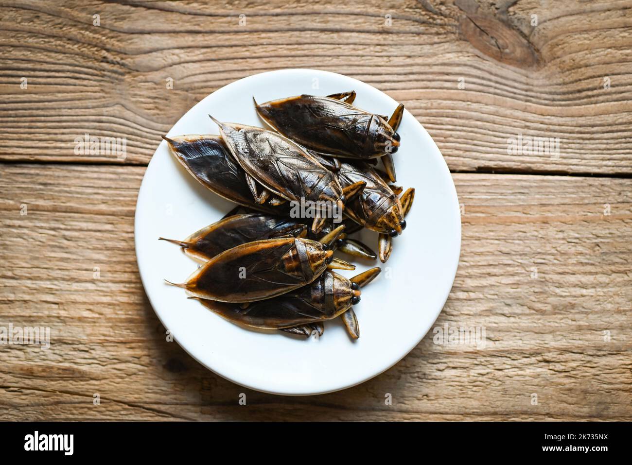 Giant water bug on white plate, water bug Lethocerus indicus ...