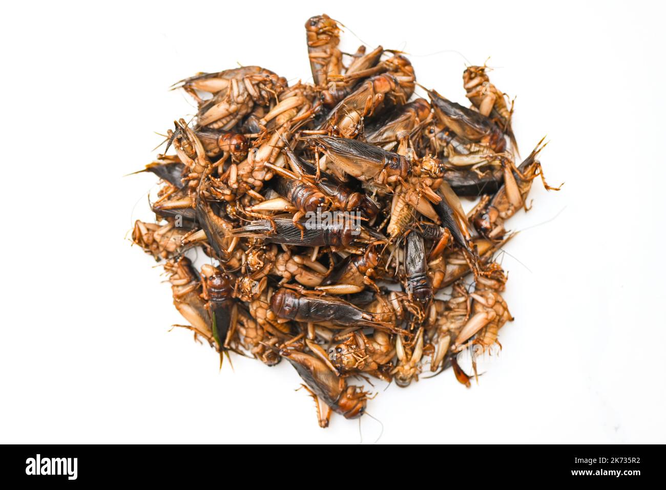 cricket insect isolated on white background, cricket insect related to ...