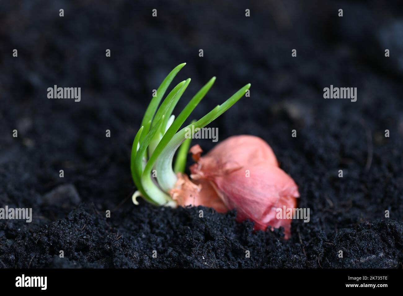 Shallot grow on soil ground in pot, plants grow organic garden, Onions ...