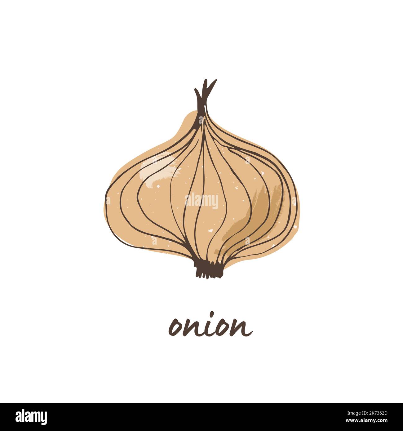 Onion vector illustration, hand drawn isolated on white background ...