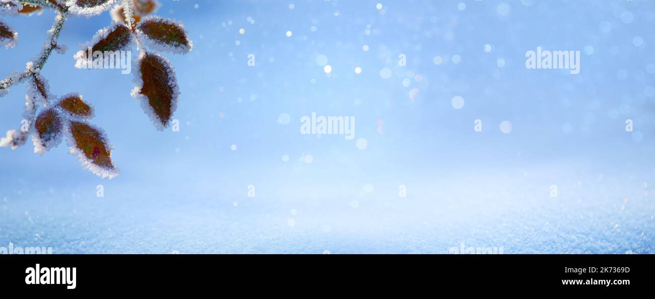 Frosty winter landscape in a snowy forest. Christmas background with ...
