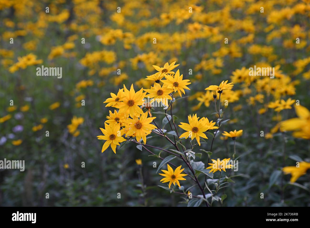 Small sunflowers hi-res stock photography and images - Alamy