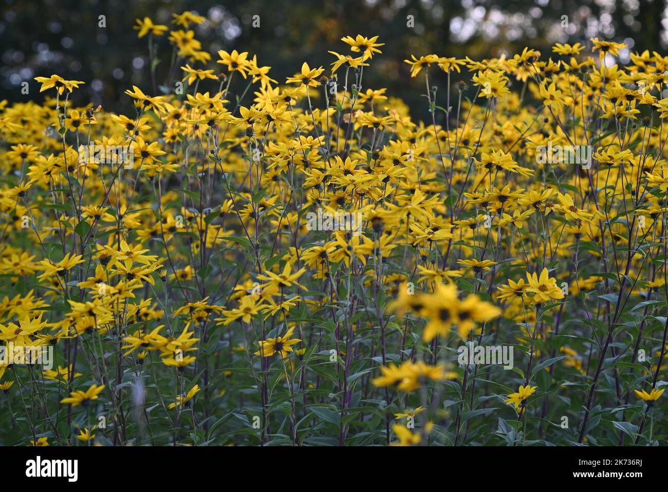 Field of small sunflowers in the evening sun Stock Photo - Alamy