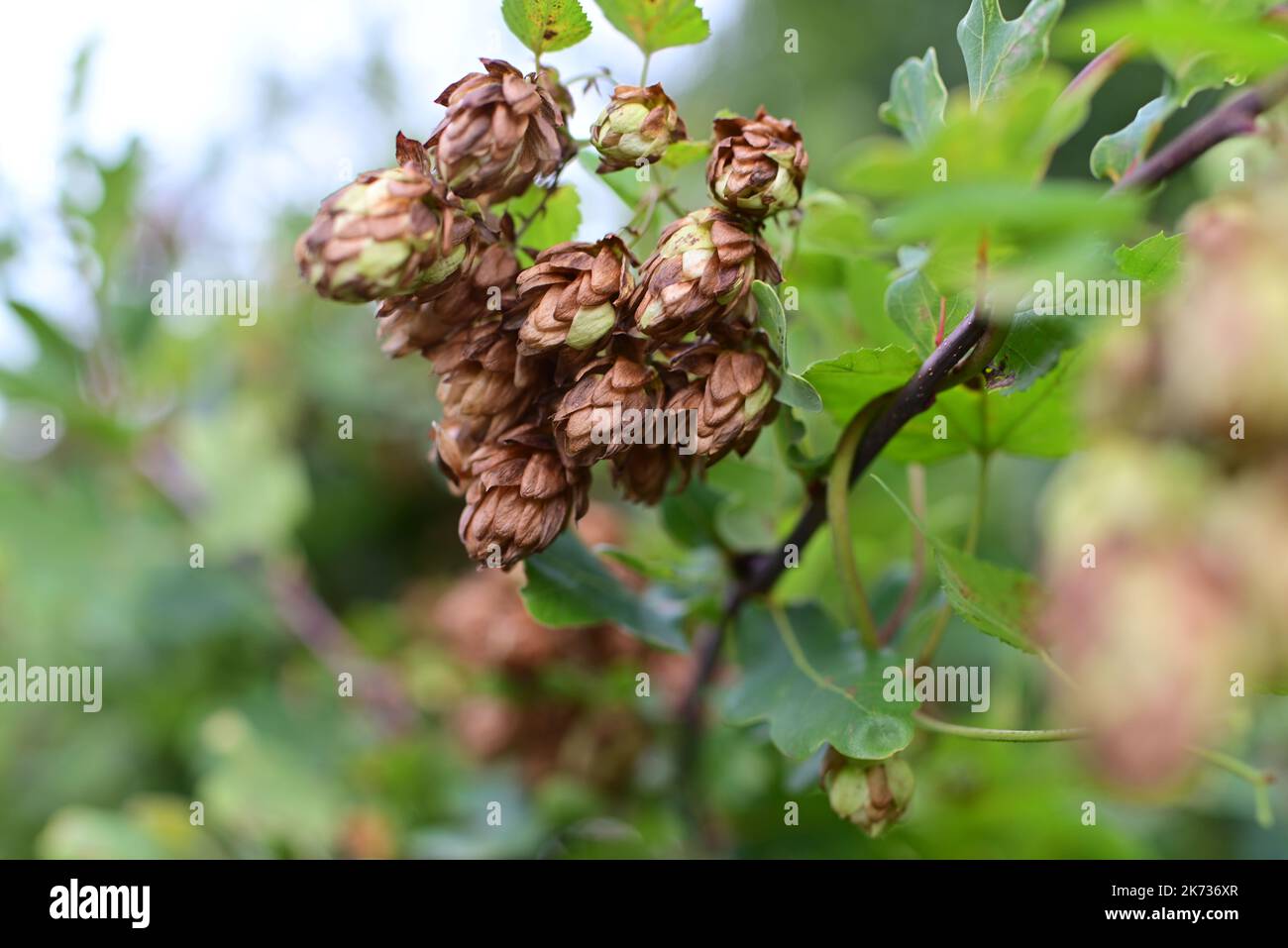 brown and green hop cones against blurred green trees Stock Photo - Alamy
