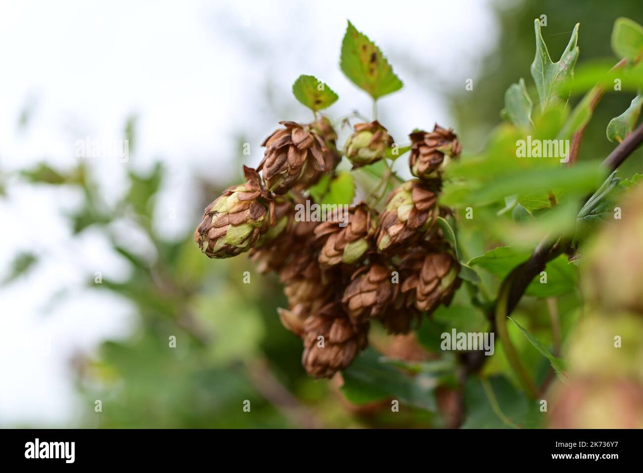 Hop tree hi-res stock photography and images - Alamy