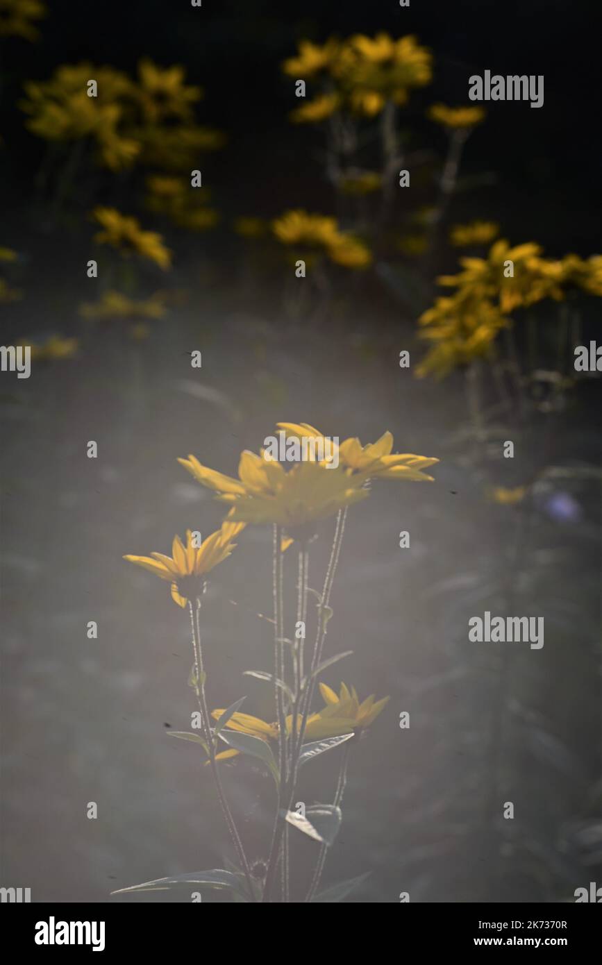 Field of small sunflowers in the evening sun Stock Photo - Alamy