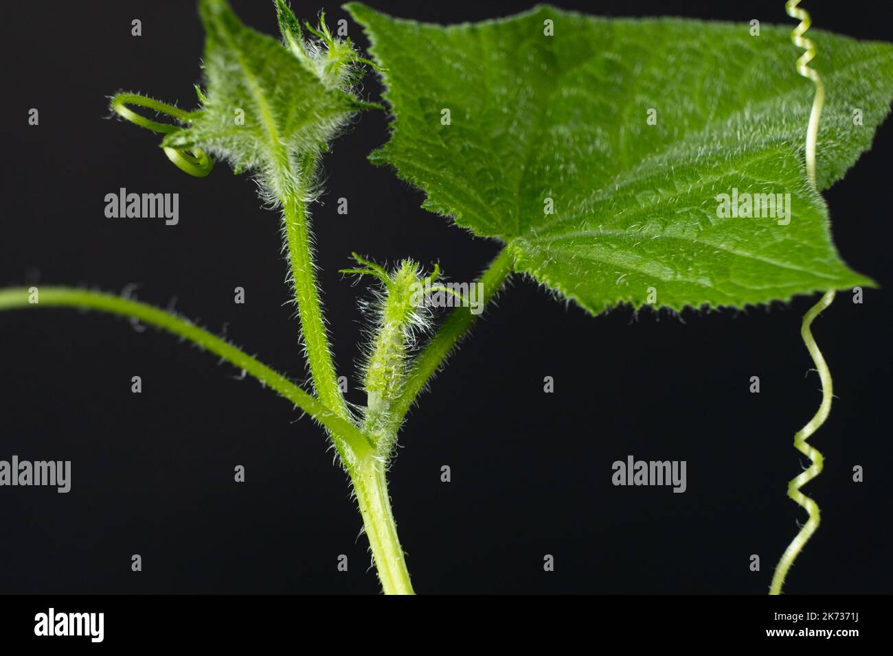 Growing cucumbers from seeds. Step 8 - The first little cucumber Stock ...