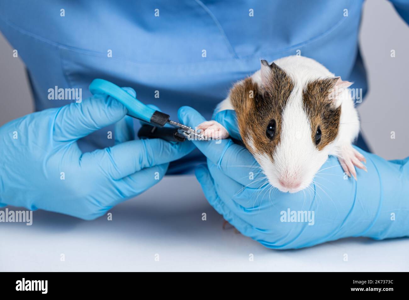 Nail trimming with a claw cut in a small guinea pig at a veterinarian's ...