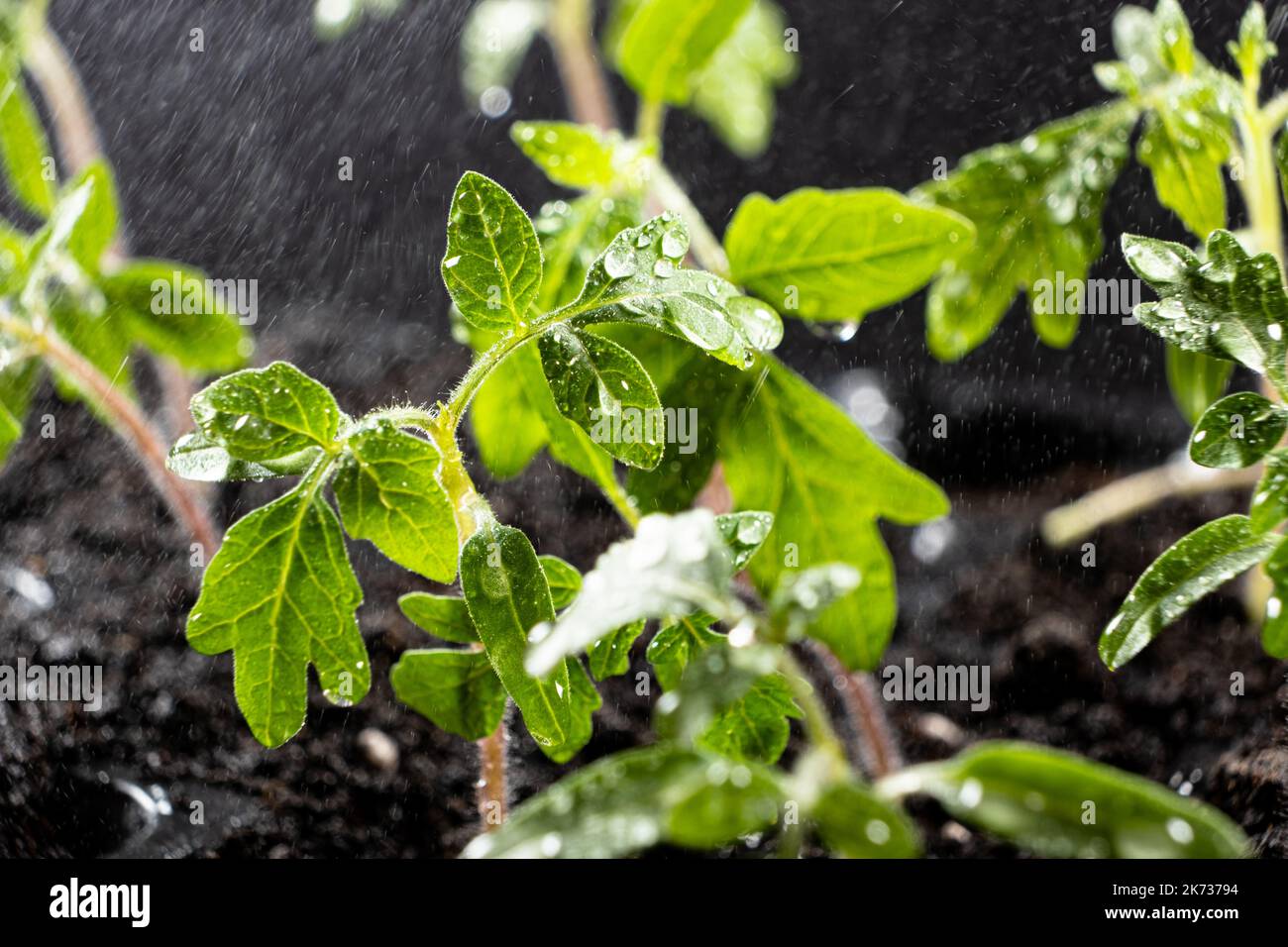 Growing tomatoes from seeds, step by step. Step 8 - watering grown ...