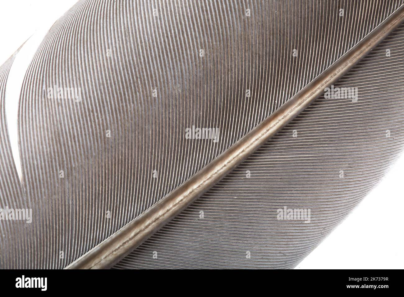 Soft pigeon feather hi-res stock photography and images - Alamy