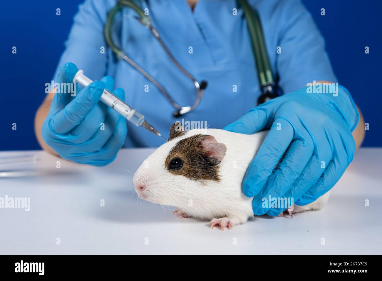 The veterinarian gives an injection to a small guinea pig. Treatment of ...