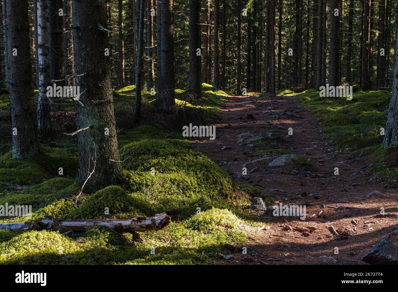 Wide forest path leading through a coniferous forest with green moss ...