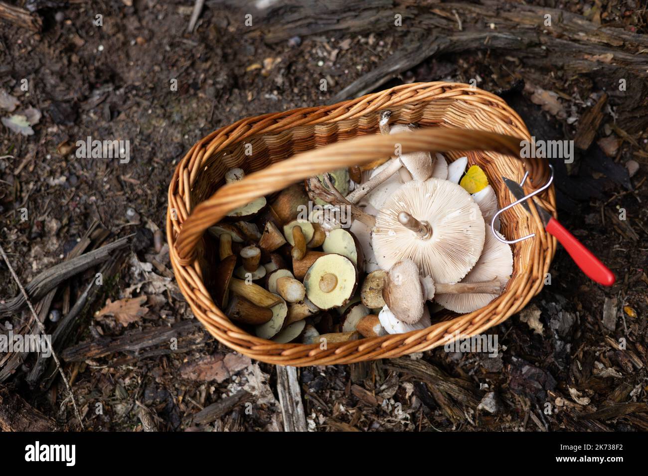 a basket full of parasols, a mushroom hunt in October in Bavarian ...