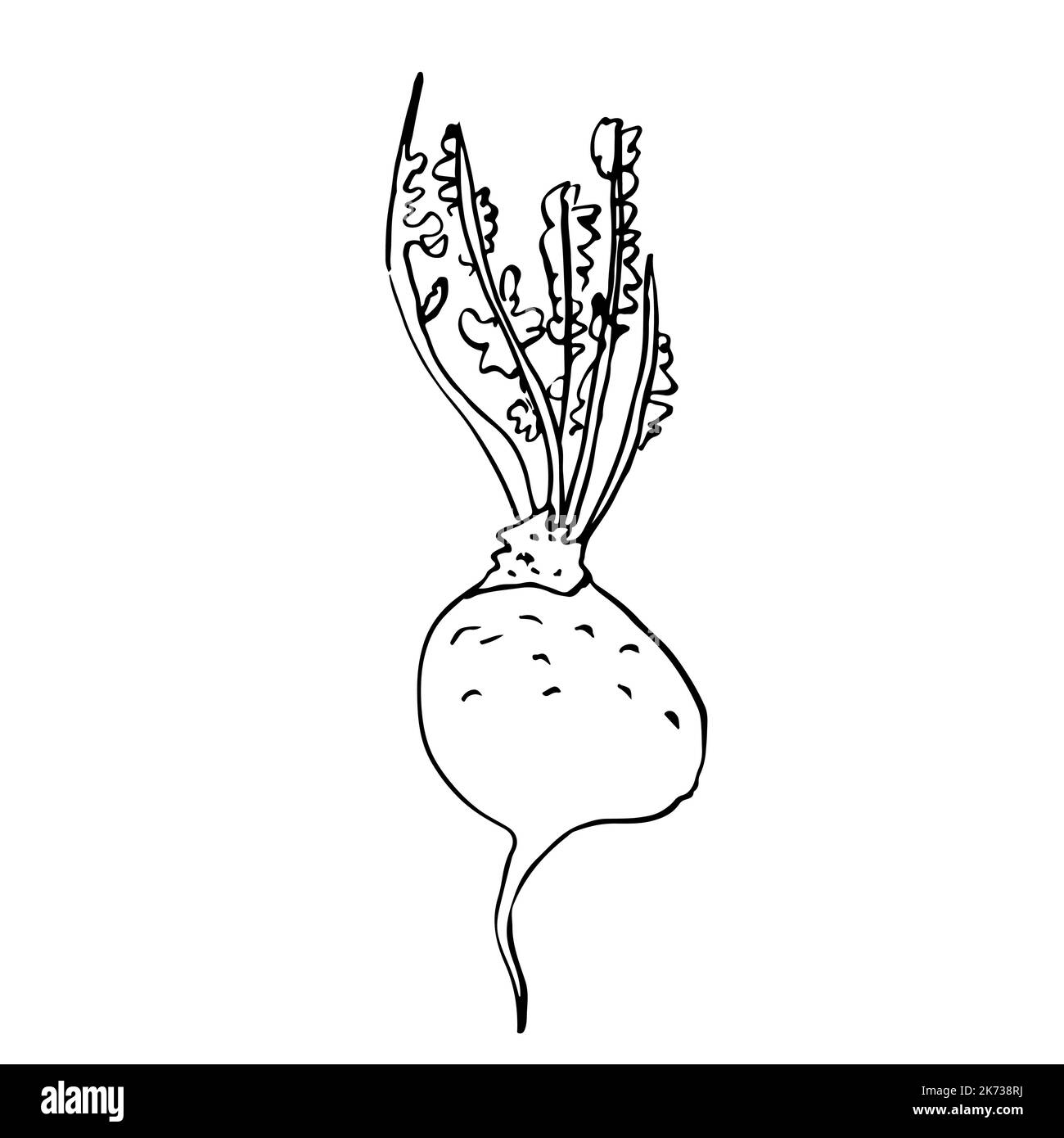 Turnip vector illustration, hand drawn sketch isolated on white ...