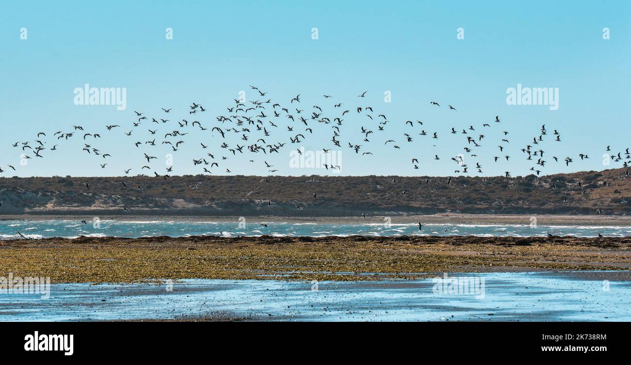 Caleta Valdes landescape, Peninsula Valdes chubut province Patagonia ...