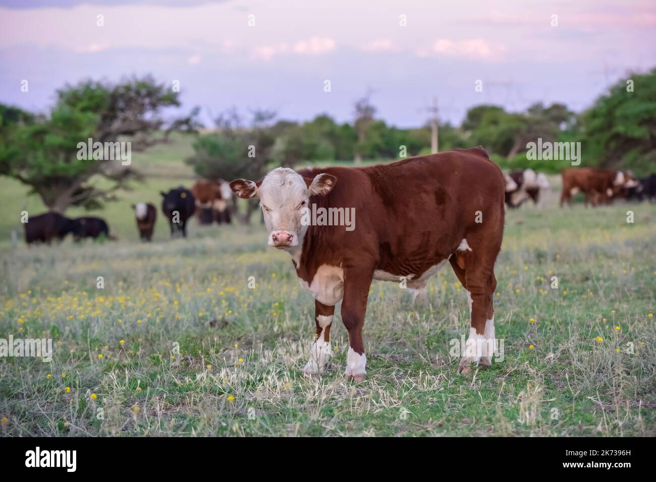 Argentine meat production hi-res stock photography and images - Alamy