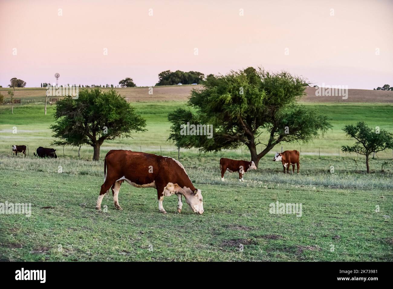 Cows raised with natural pastures, meat production in the Argentine ...