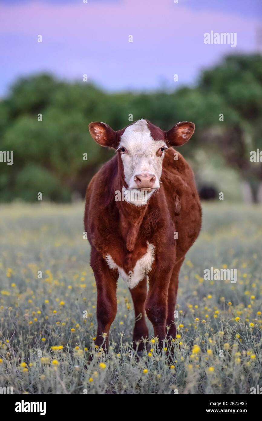 Cows raised with natural pastures, meat production in the Argentine ...