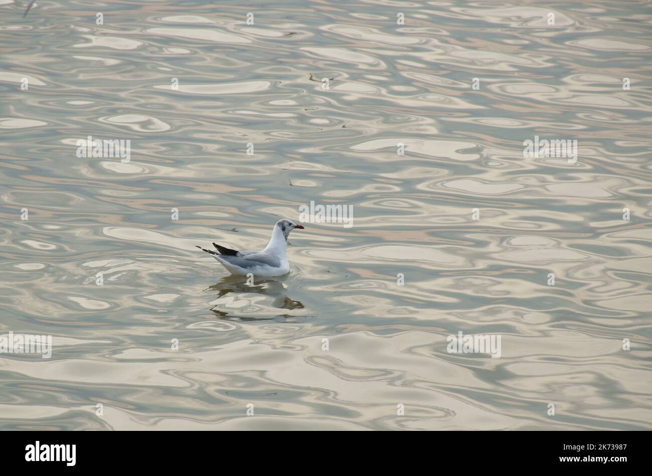seagull floating on sea surface at Bang poo travel location in Thailand ...