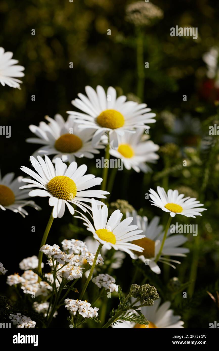 fresh white daisy flower field in denmark Stock Photo - Alamy