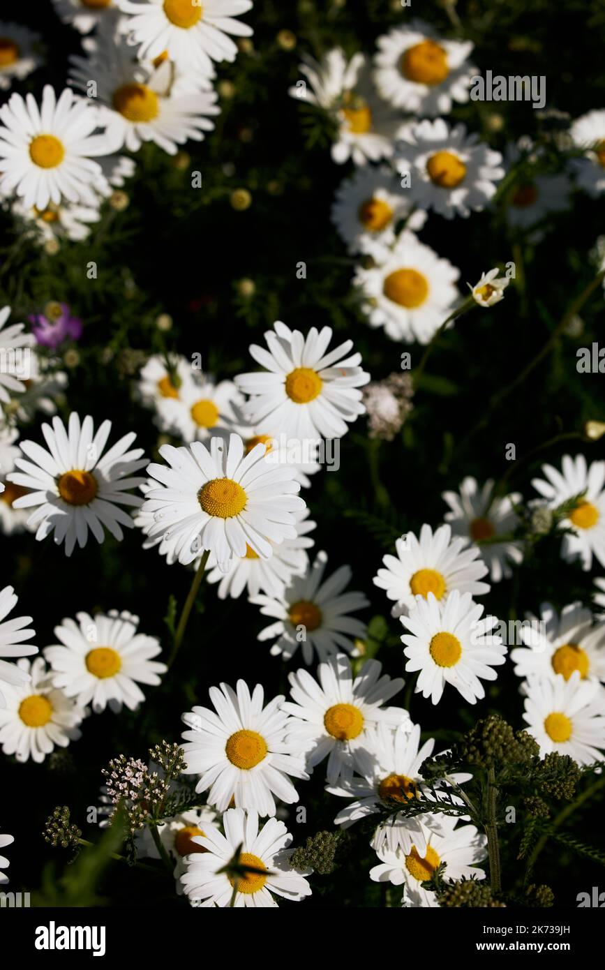 fresh white daisy flower field in denmark Stock Photo - Alamy