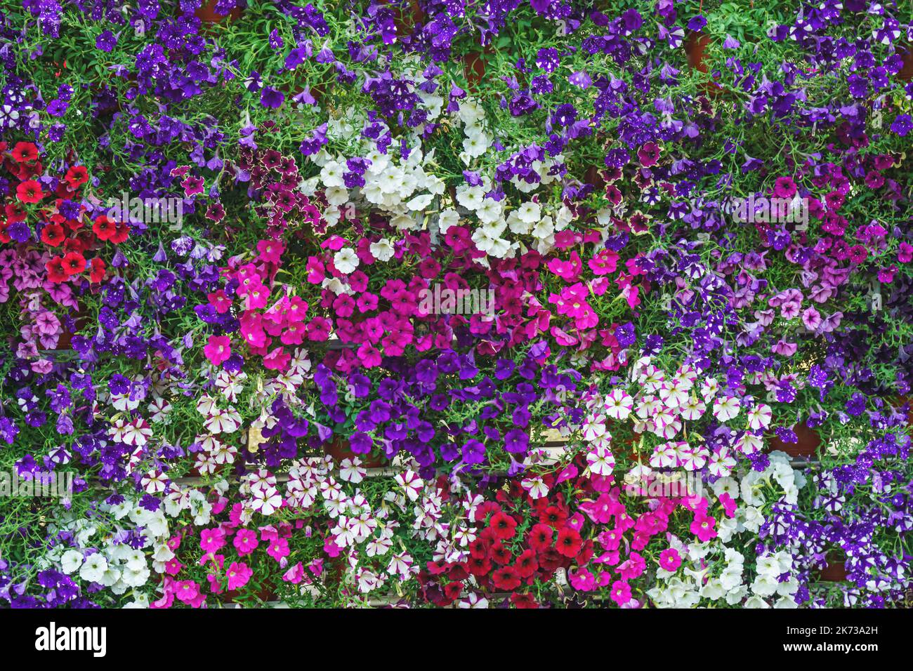 Colorful various flowers backdrop. Natural pattern for greeting card ...