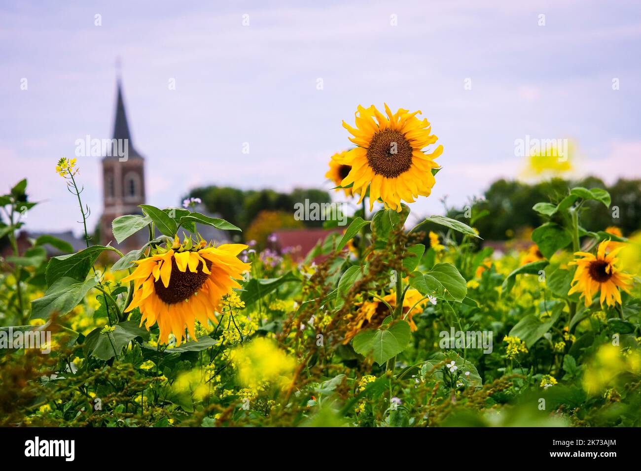 Singled out sunflowers in focus in a field full of flowers with village ...