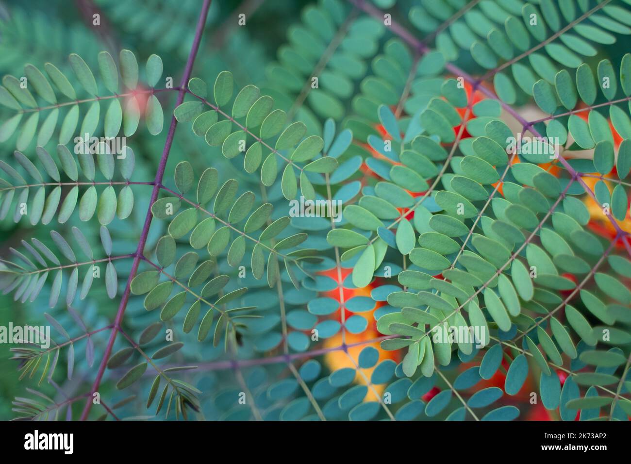 pride of barbados Plant Caesalpinia Pulcherima green leaves background ...