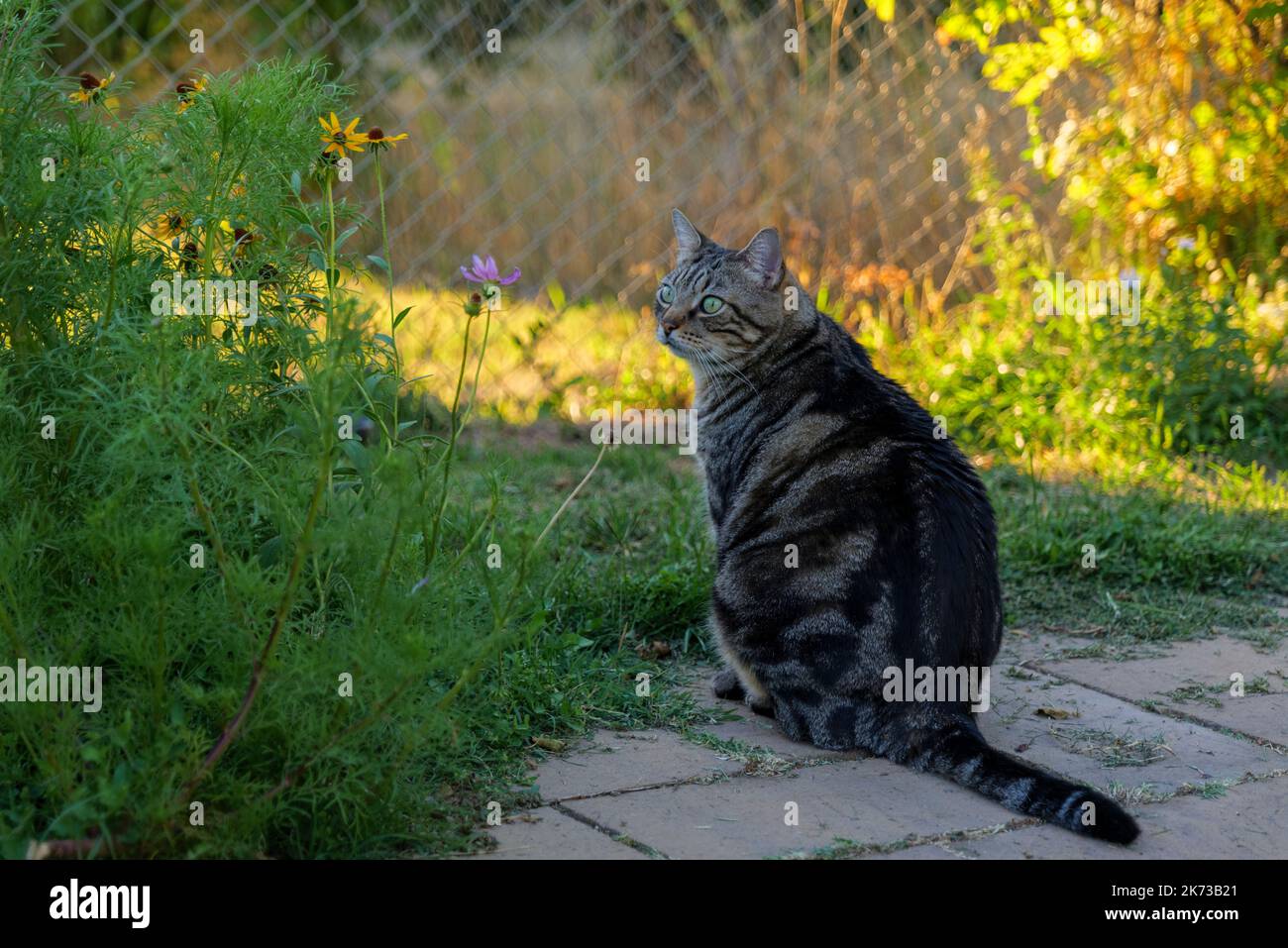 Lovely young grey cat in the garden, lovely cat sitting in backyard ...