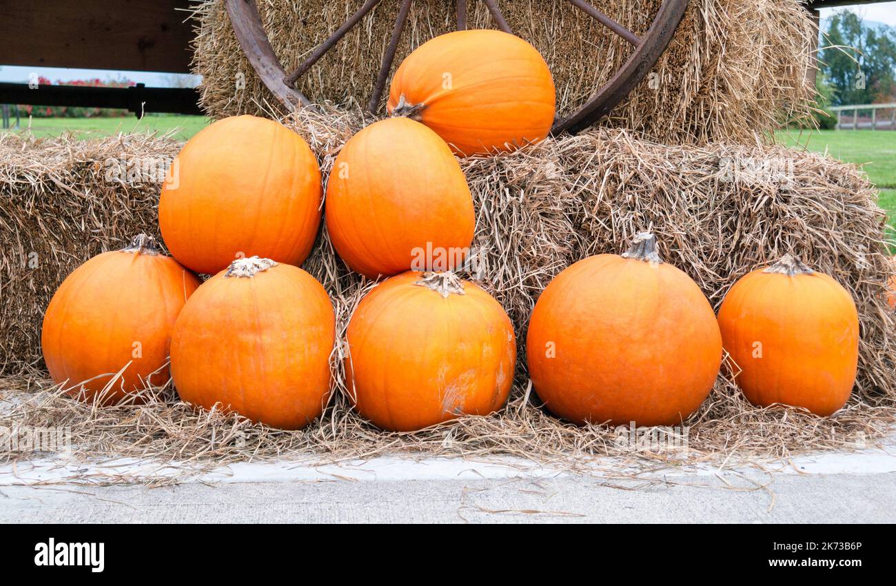 Autumn forage hi-res stock photography and images - Alamy