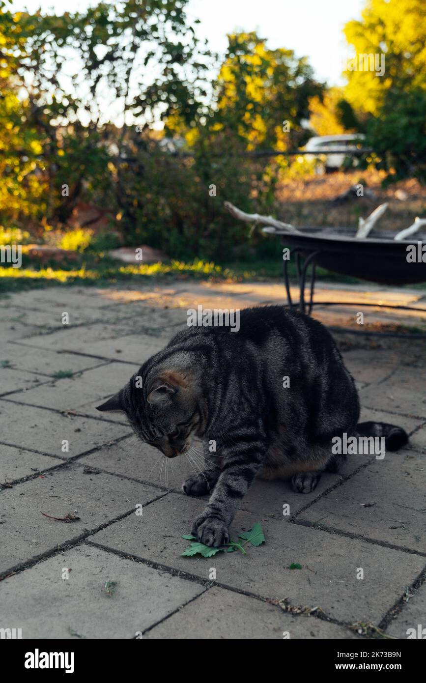 the cat sniffs and licks catnip in the backyard Stock Photo - Alamy
