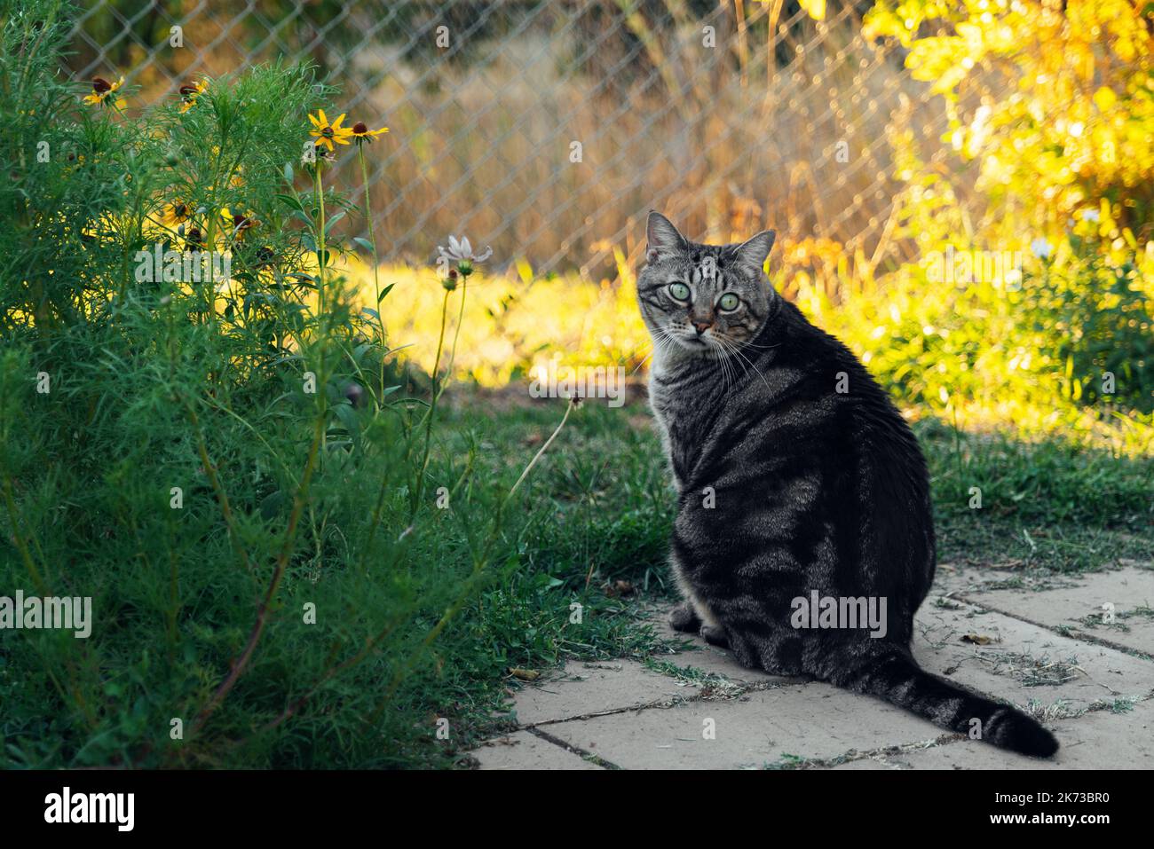 Lovely young grey cat in the garden, lovely cat sitting in backyard ...