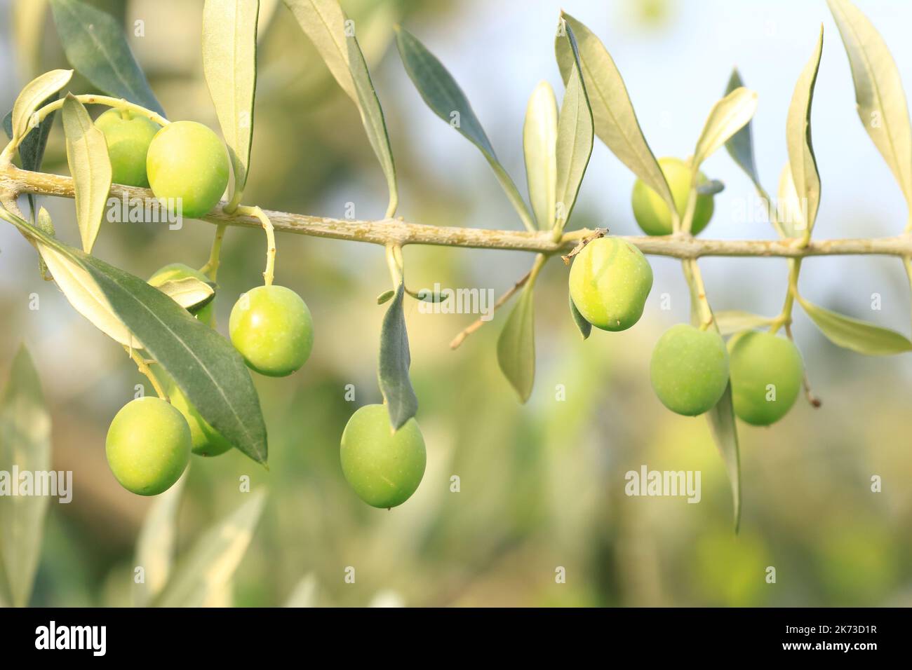 Olives on tree, fresh and healthy fruit, ready for harvest Stock Photo ...