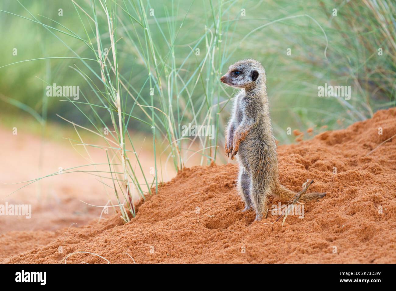 Meerkat baby (Suricata suricatta) stands on its hind legs on red soil ...