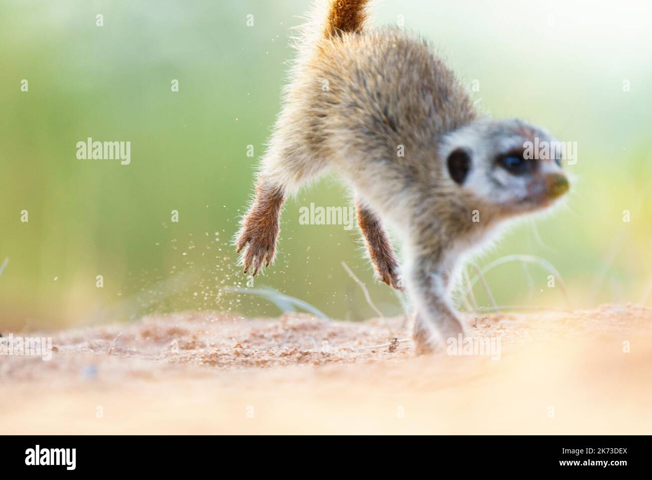 Meerkat baby (Suricata suricatta) crosses running red soil. Kalahari ...
