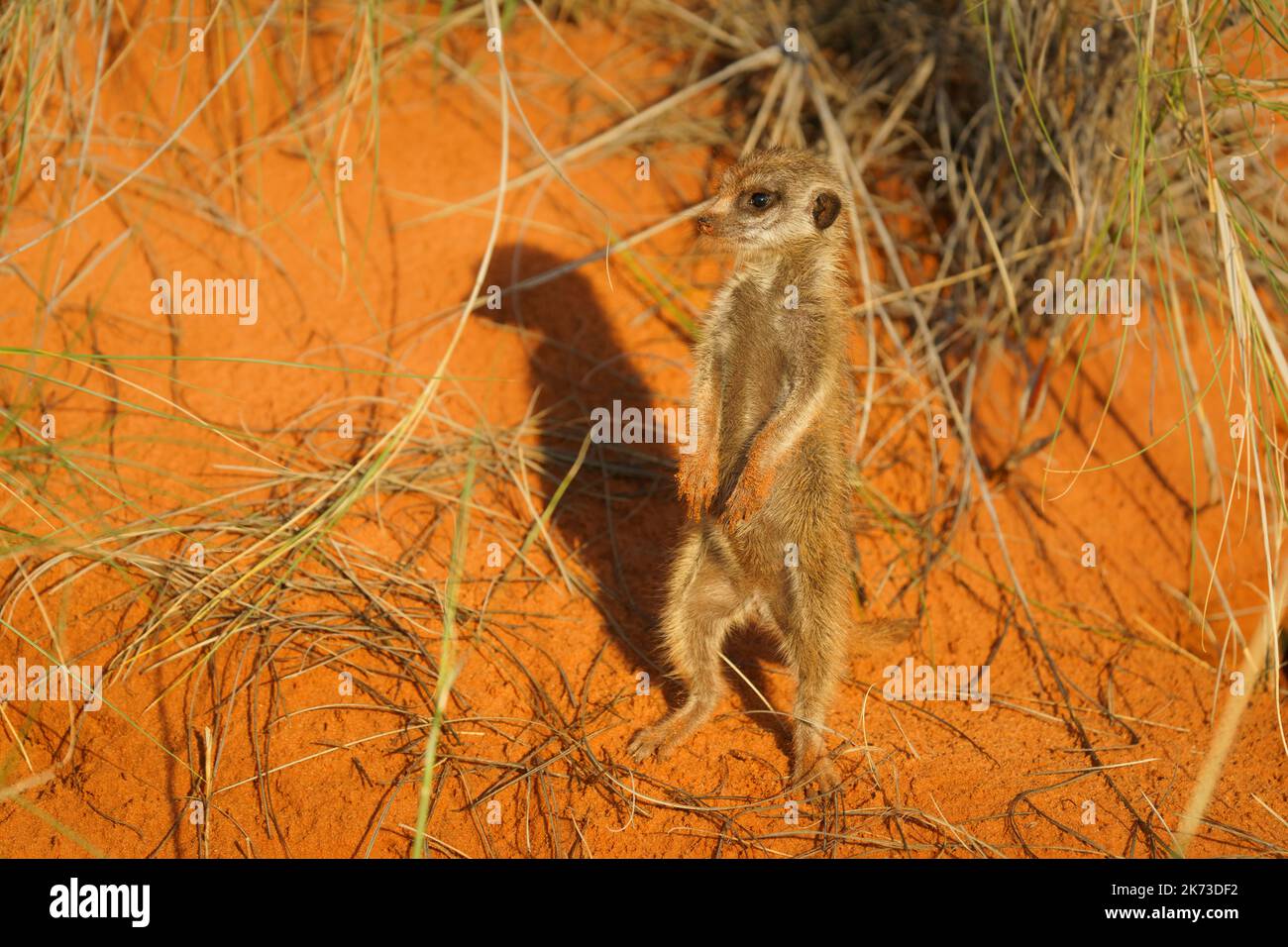 Meerkat baby (Suricata suricatta) stands on its hind legs on red soil ...