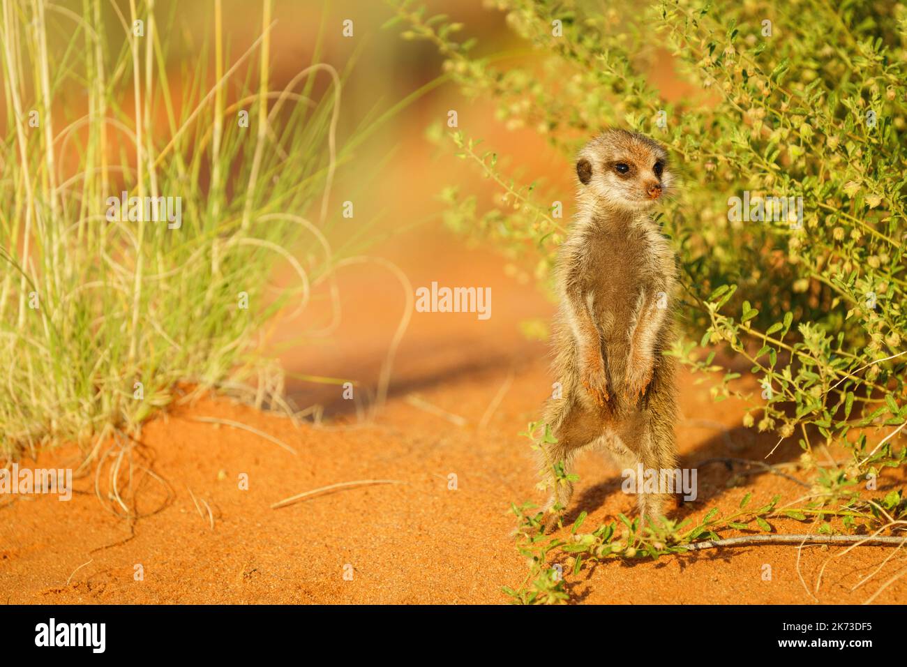 Meerkat baby (Suricata suricatta) stands on its hind legs on red soil ...