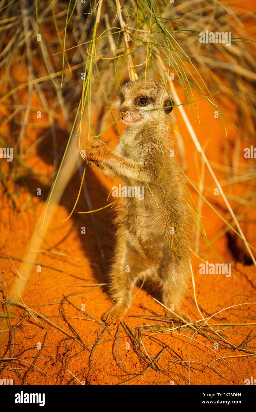 Meerkat baby (Suricata suricatta) stands on its hind legs on red soil ...