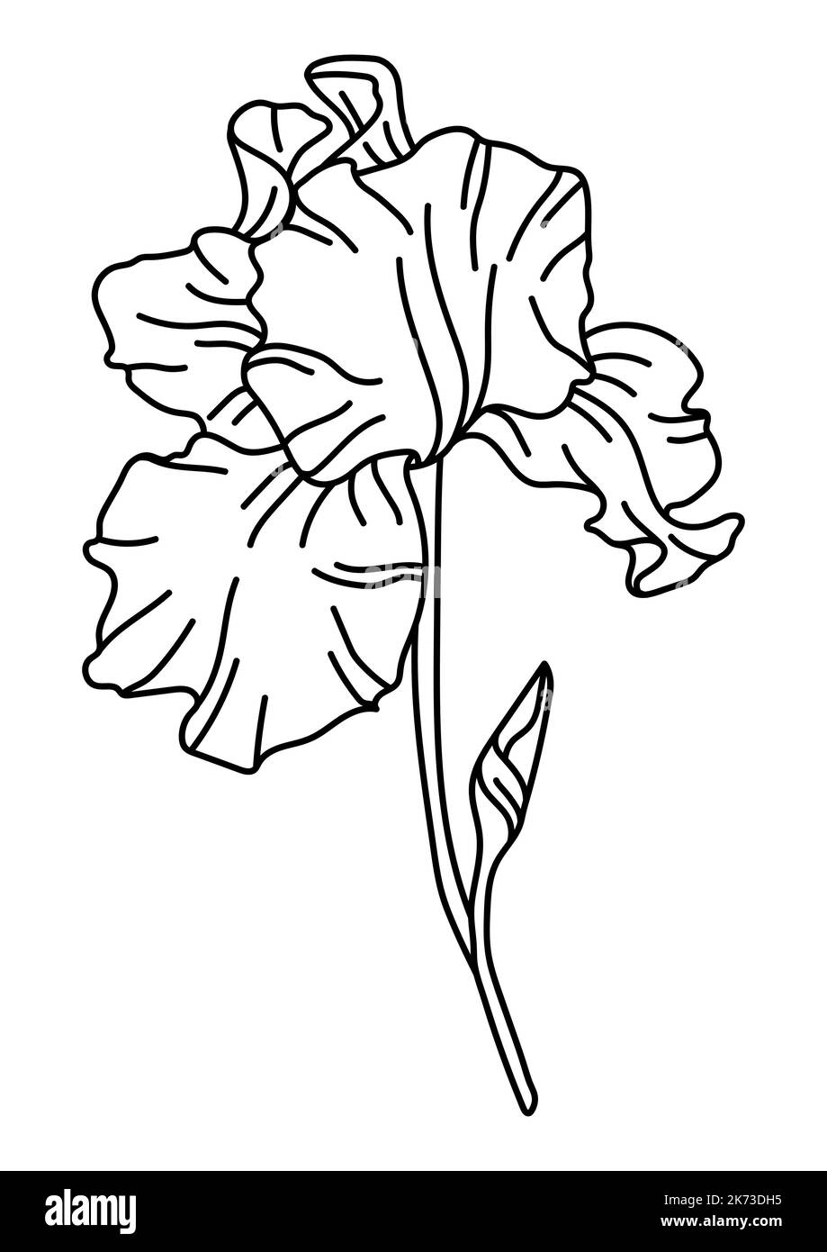 Illustration of iris flower. Beautiful decorative plant Stock Vector ...