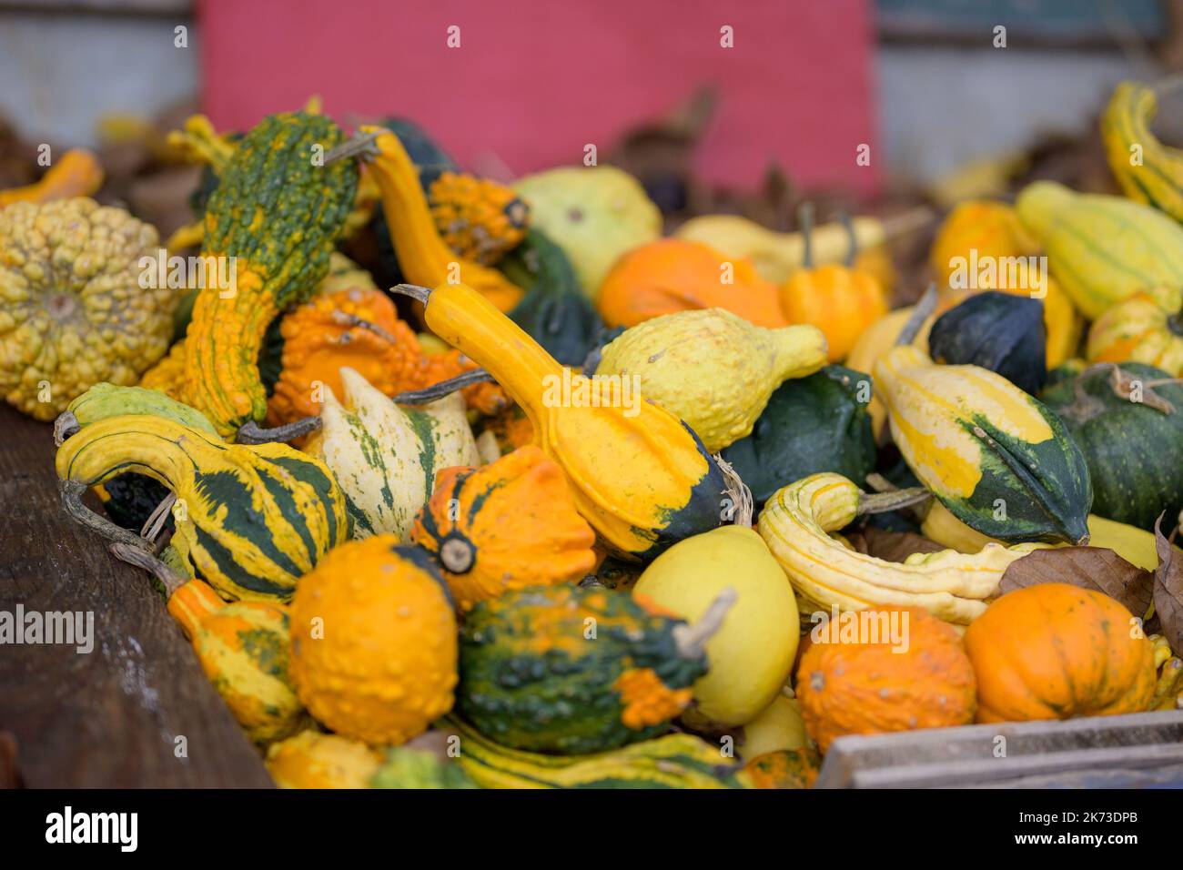 Lots of colorful different pumpkins in a pile at a market or field in ...